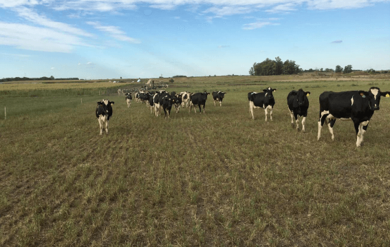 Cómo actuar frente a un verano seco - Inale