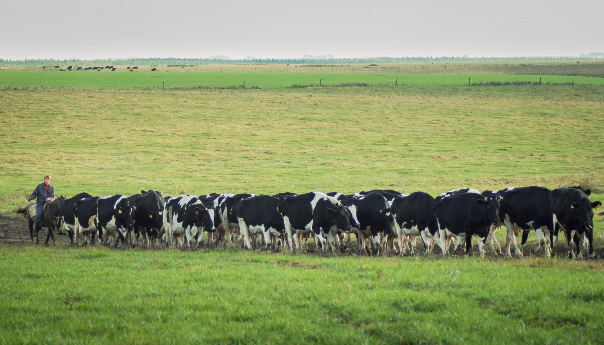 Inale - Instituto Nacional de la Leche