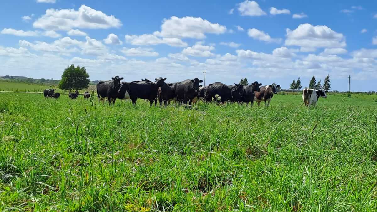 Emergencia Agropecuaria: instrumentos de apoyo para productores - Inale