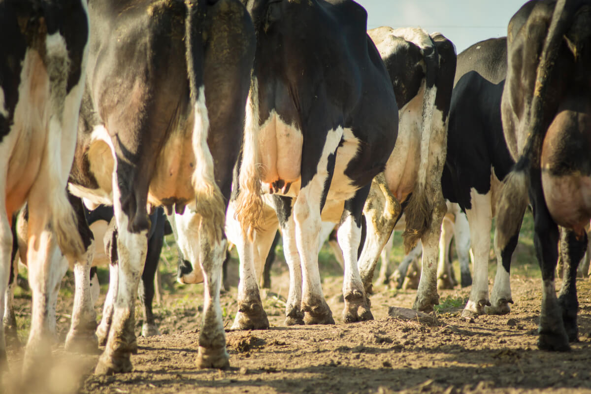 Nueva publicación: Informe Situación y Perspectivas 2022 - Inale