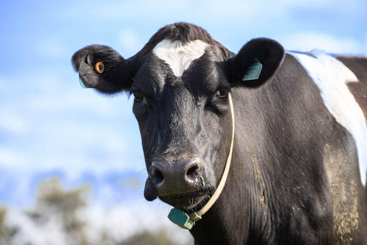 Indicadores Mensuales Lechería UY agosto 2025 - Inale